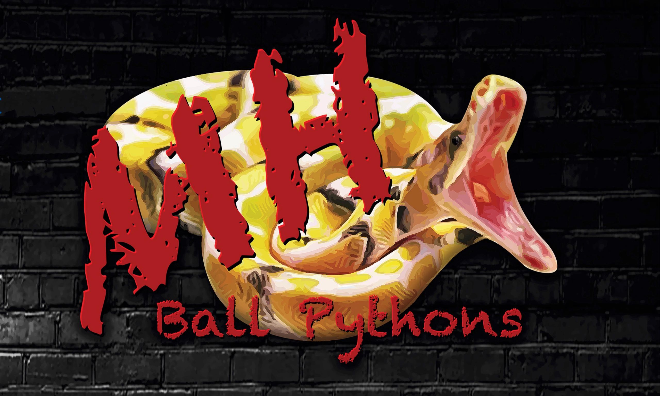 MH Ball Pythons - Ball Python Snakes, Ball Python, Snake